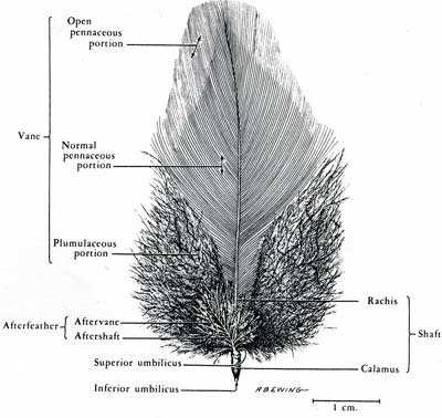 Feather & Leather Conservation Workshops - The Bowes Museum : The Bowes ...