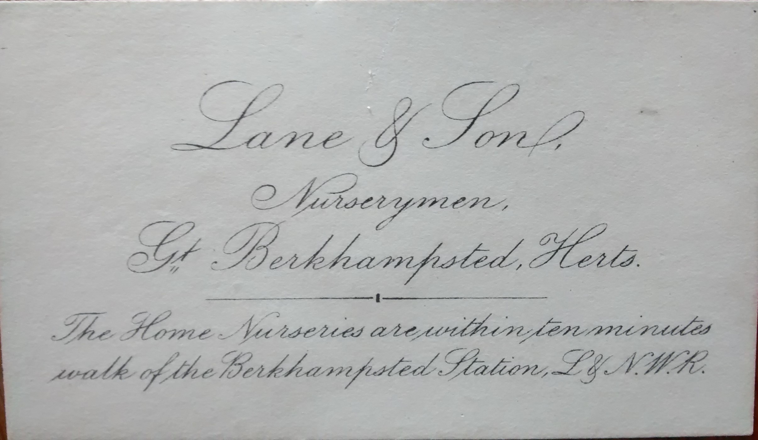 Strong Roots: A Eulogy for a Tree - The Bowes Museum