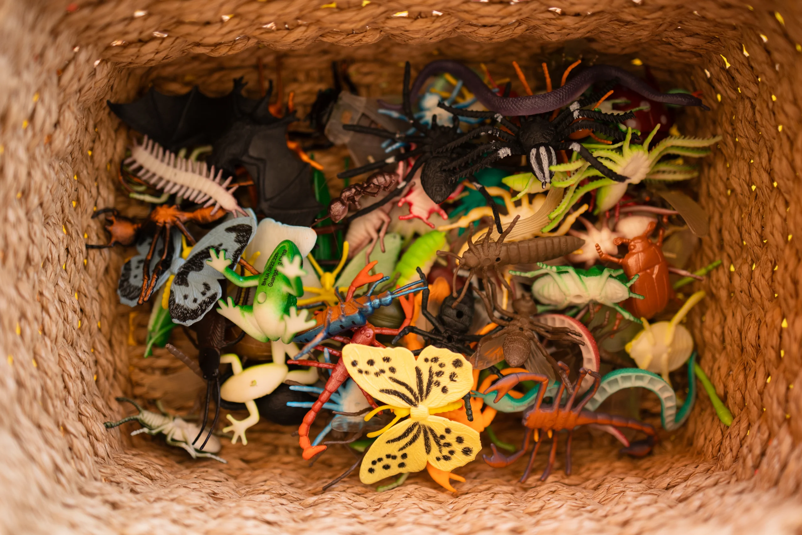 Bug Club - The Bowes Museum